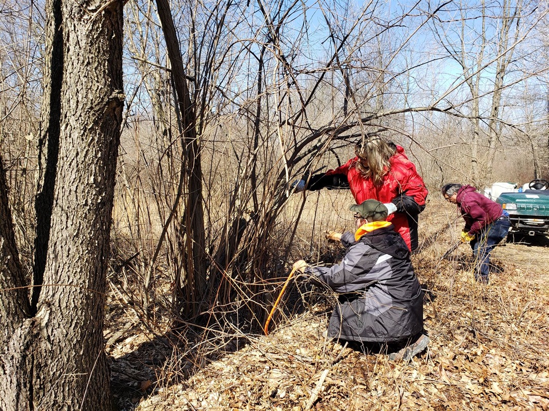 Invasive Species Removal - Wayne County, Michigan