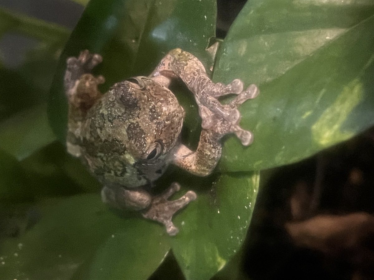 Thursday Nights at Nankin: Frogs - Wayne County, Michigan