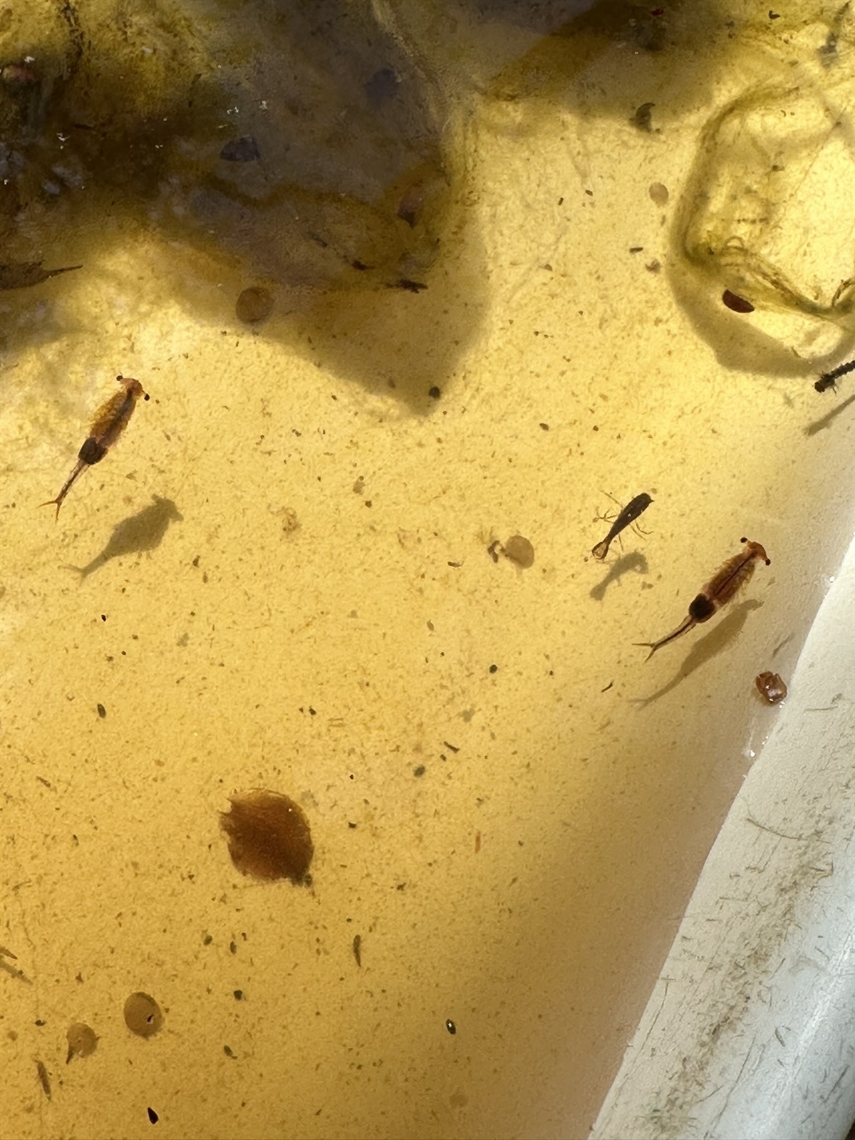 Vernal Pool Patrol - Spring Visit at Crosswinds Marsh - Wayne County ...